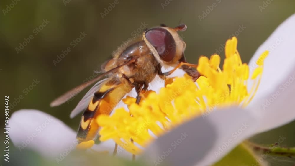 Hoverflies, flower flies or syrphid flies, insect family Syrphidae.They ...