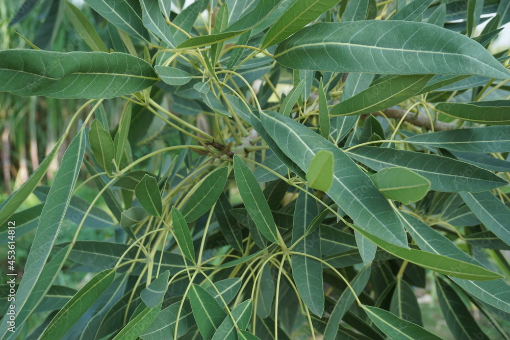 Tabebuia caraiba (Tabebuia aurea, Caribbean trumpet, silver trumpet ...