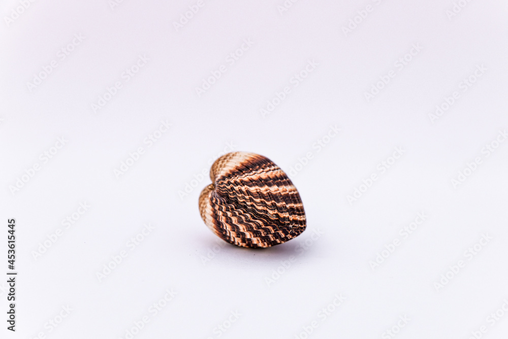 clam mollusk shell isolated on white background, rough cockle ...