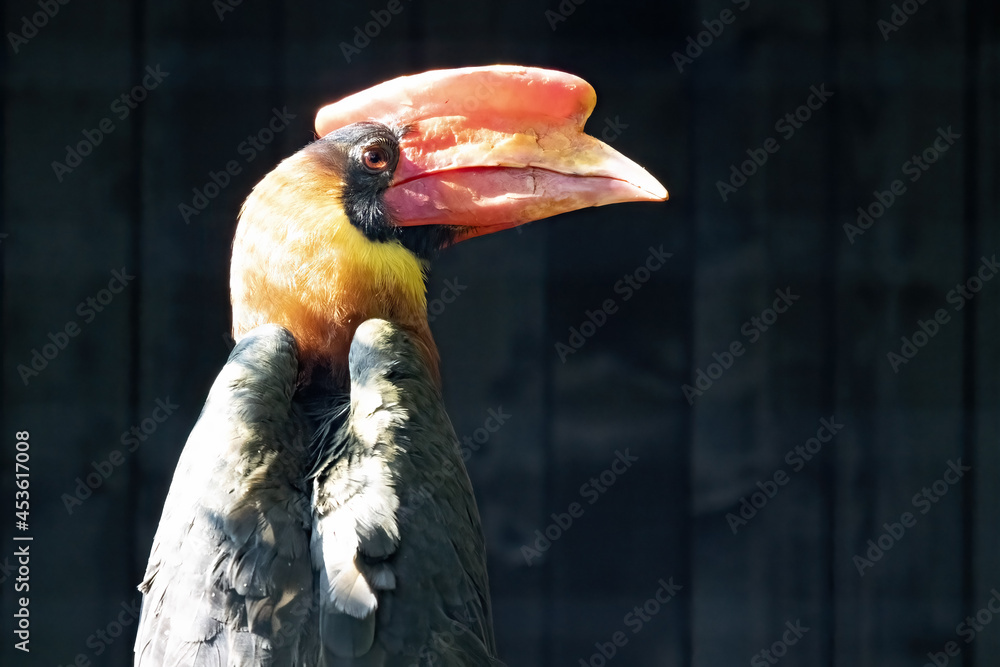 Rare Luzon Tarictic Hornbill, Penelopides Manilla Manillae, lives on ...