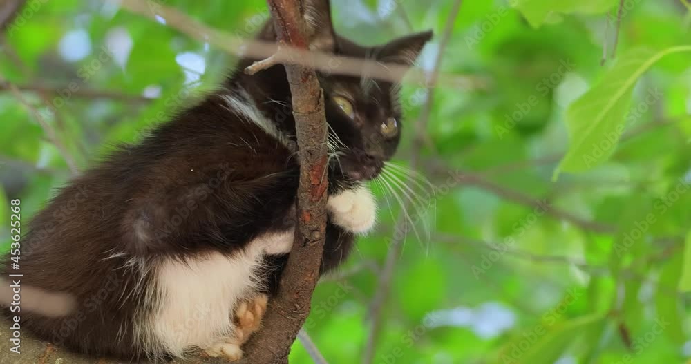 Stray kitten on a tree branch. Stray cat is an un-owned domestic cat ...