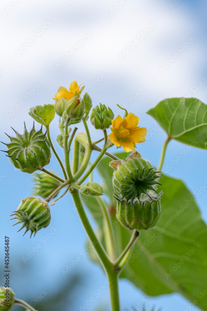 Abutilon theophrasti leaves and flowers. The plant is also known as ...