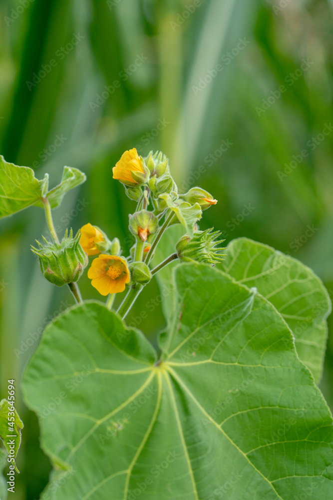 Foto de Abutilon theophrasti leaves and flowers. The plant is also ...