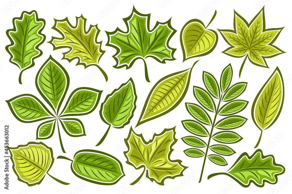 Vector set of Green Leaves, lot collection of cut out illustrations ...