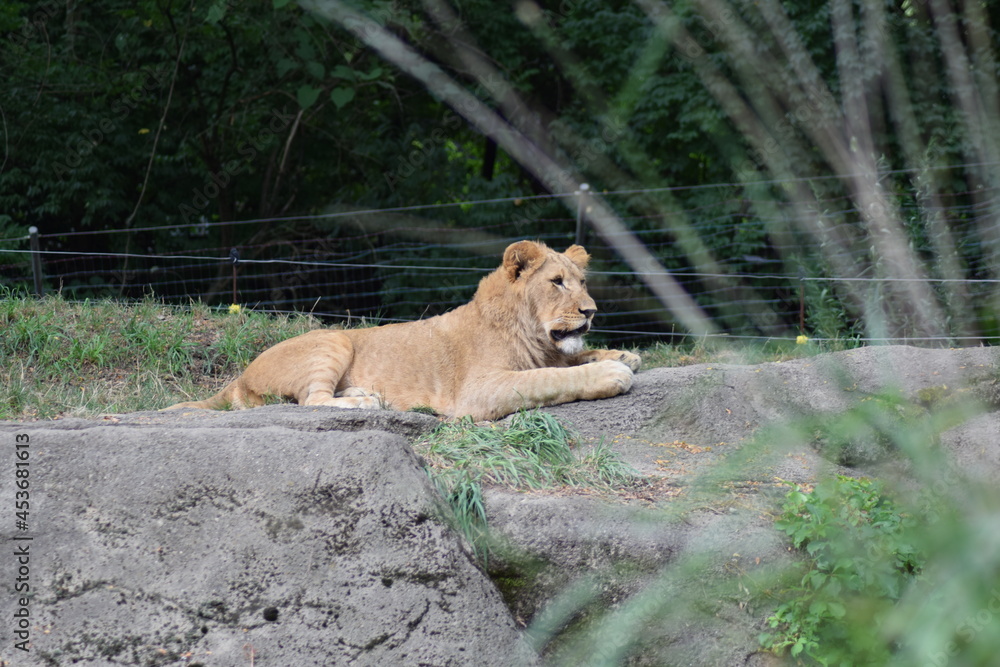 Shumba (Shona), Simba (Swahili), Lioness or Lion (English) Stock Photo ...