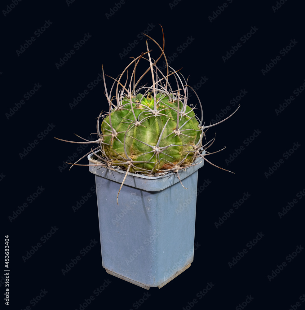 The Plant, The Cactus Lobivia Ferox Longispina (Latin Name), Grows in A ...