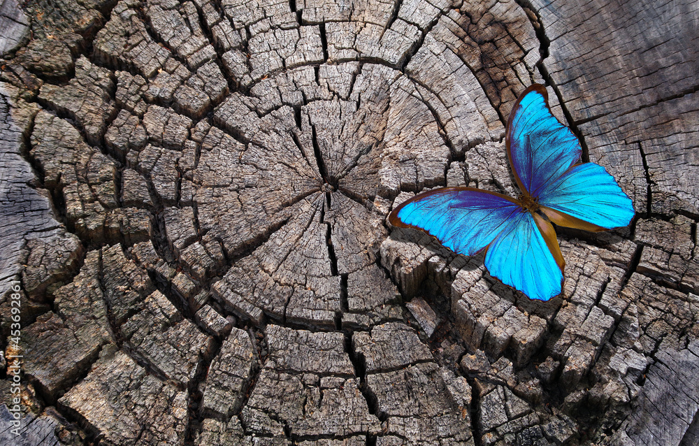 Bright blue tropical morpho butterfly on a dry cut tree stump ...