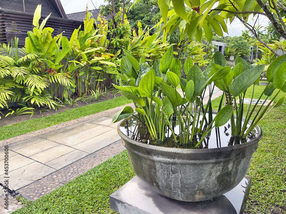 The spade-leaf sword or creeping Burhead or Texas Mud Baby (Echinodorus ...
