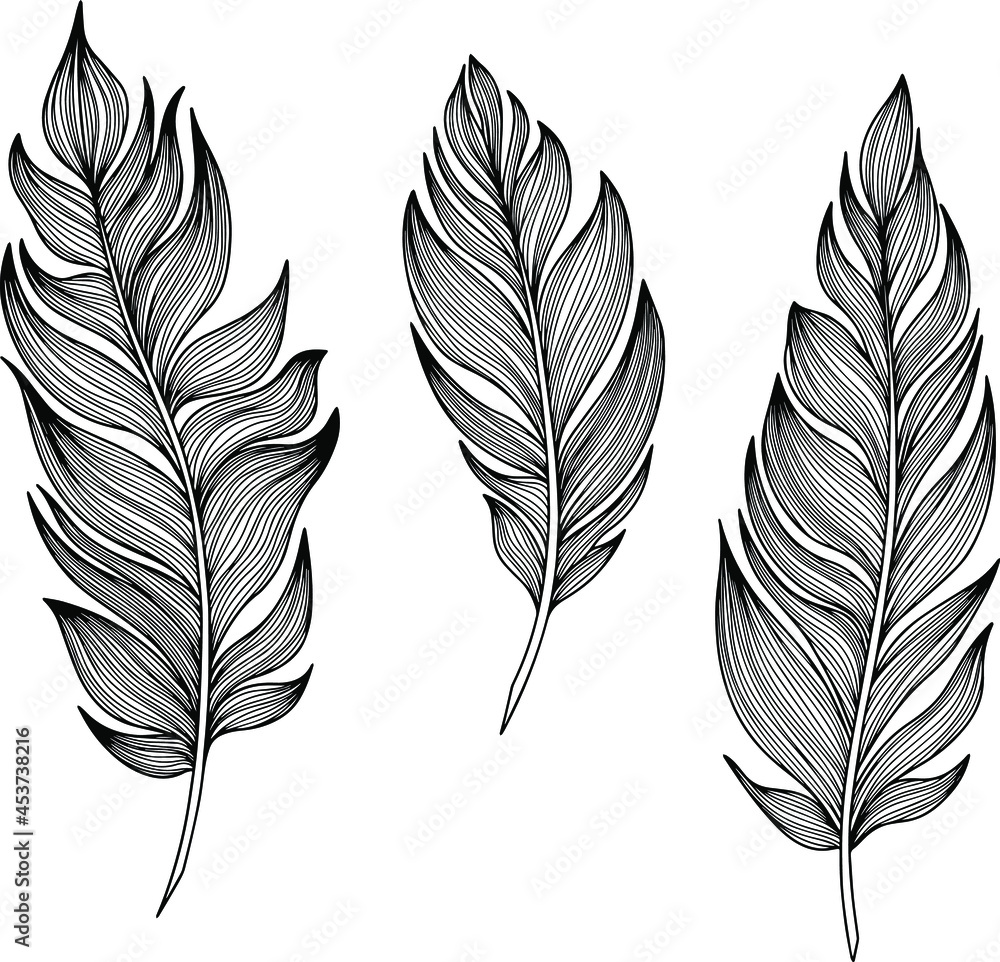 Vector feather collection. Hand drawn isolated on white background ...