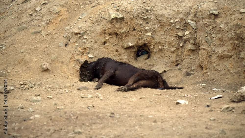 Dog carcasses covered with flies. Black dog is dead in peru. Thousands ...