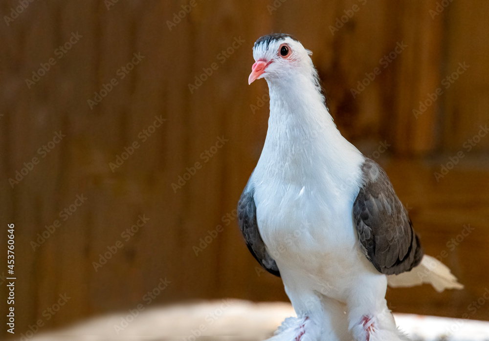 closeup photos with detail and beautiful pose of fancy pigeons, Fancy ...
