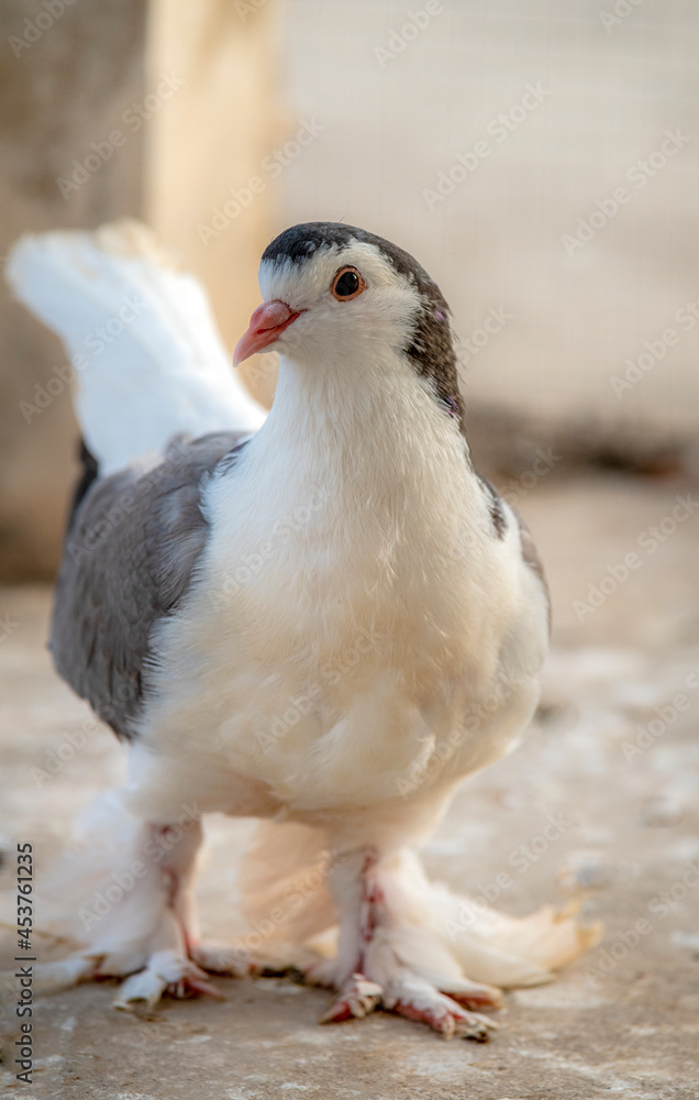 closeup photos with detail and beautiful pose of fancy pigeons, Fancy ...