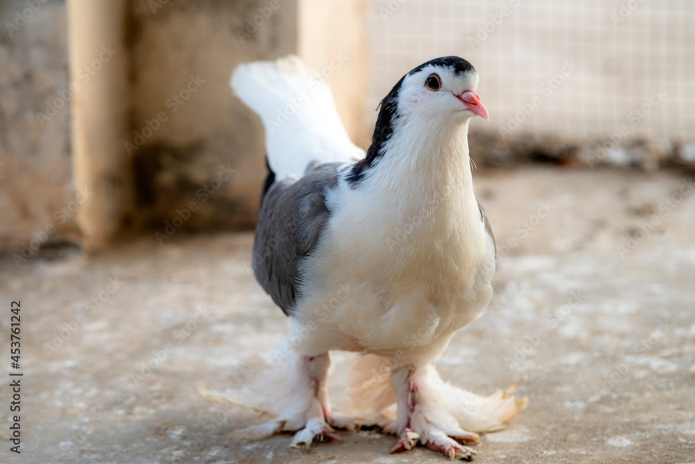 Fancy Pigeon