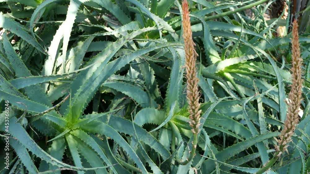 Aloe succulent plant, California USA. Desert flora herbal medicine ...