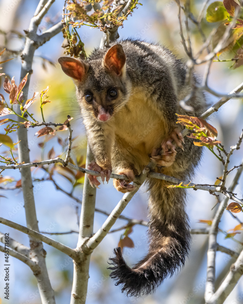 Australian bush-tailed possum Stock Photo | Adobe Stock
