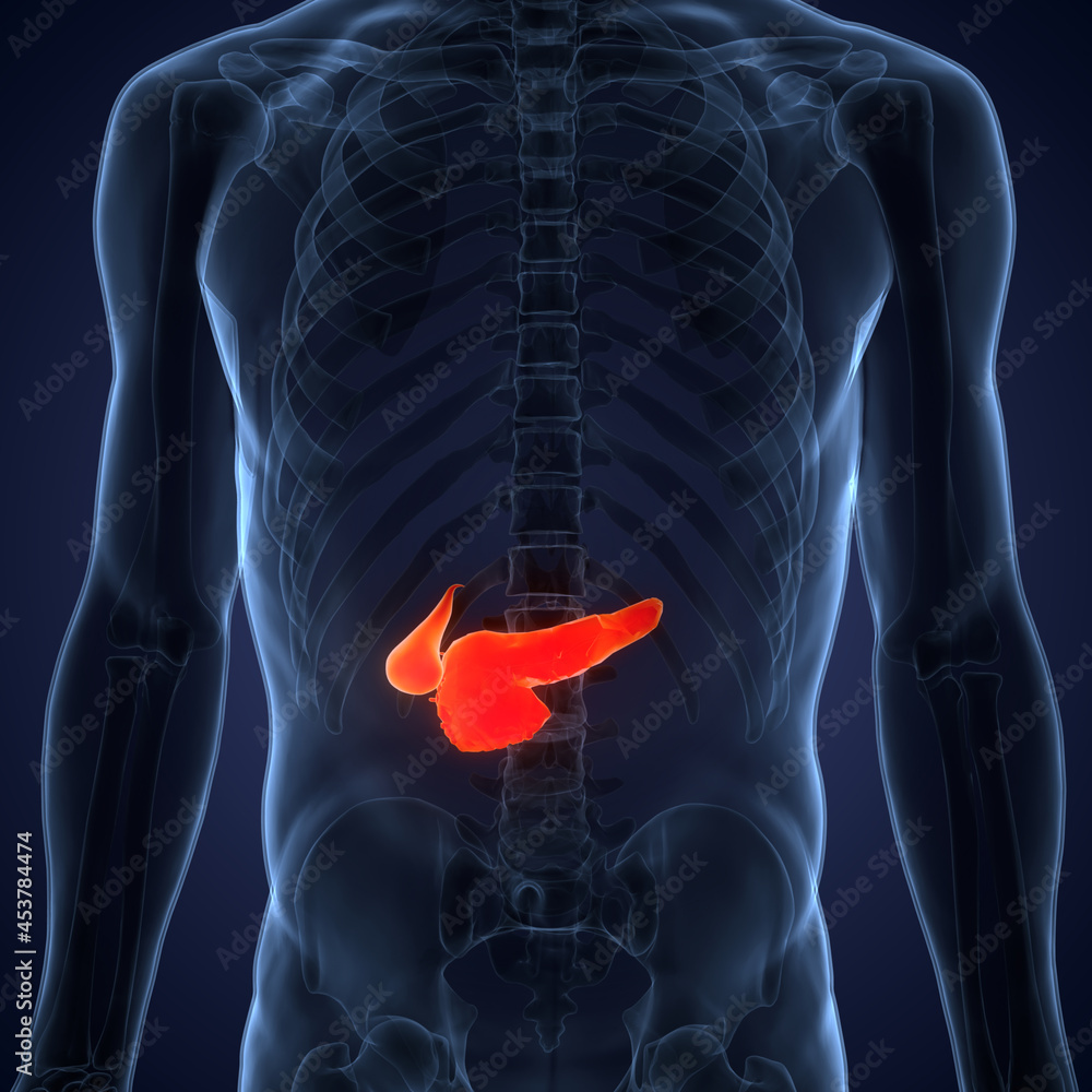 Human Internal Organs Pancreas with Gallbladder Anatomy Stock ...