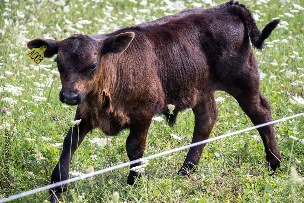 Red and Black Chubby Little Lowline Angus Calf Walking By a Single ...