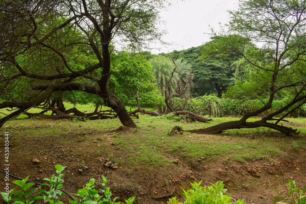 Deep Natural Rainy forest/Jungle In India Big Trees Stock Photo | Adobe ...