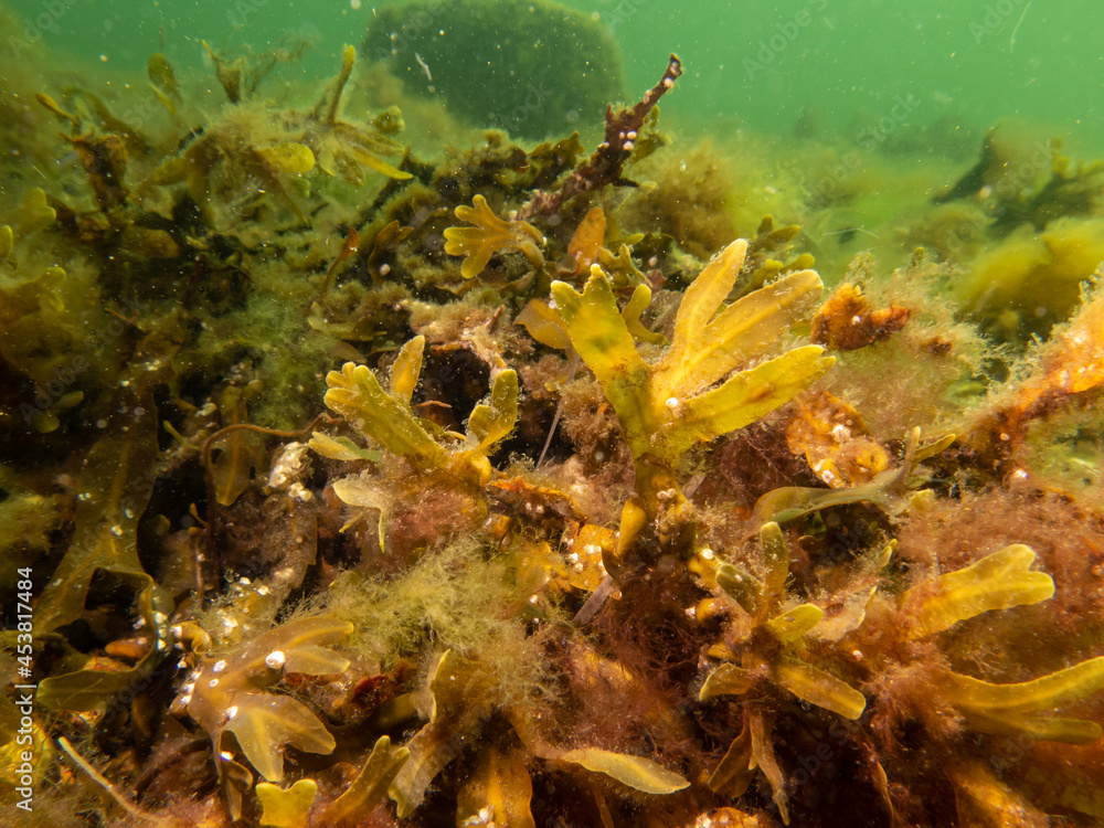 Closeup of Fucus vesiculosus, common names bladderwrack, black tang ...