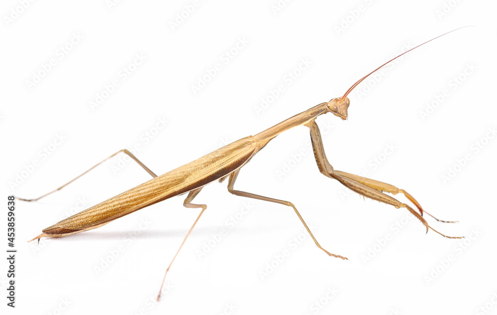 European mantis, mantis religiosa isolated on white background ...
