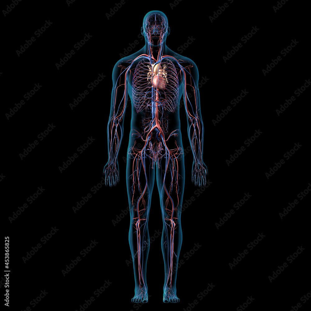 Circulatory System Full Body Anatomy Front View on Black Background ...