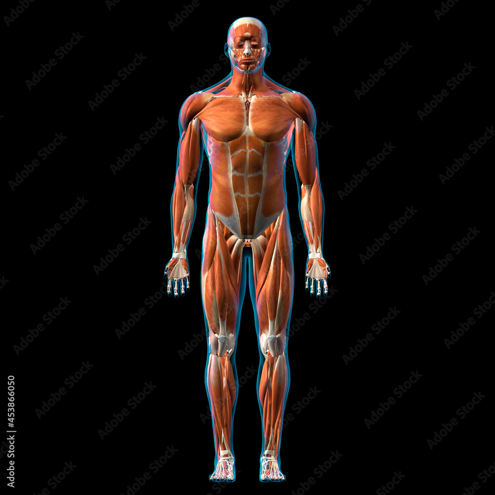 Male Full Body Muscle and Connective Tissue Anatomy, Front View on ...