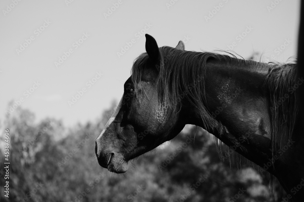 Mare head shows horse face with western background and copy space ...