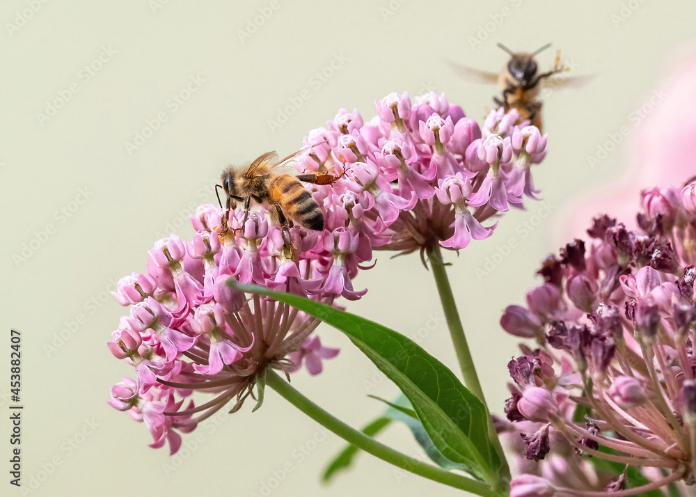 Closeup of a Honey Bee with pollinia, or the sticky pollen granules ...