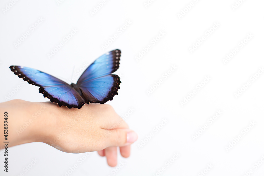 Beautiful Butterfly Morpho sits on a woman's hand with a neutral ...