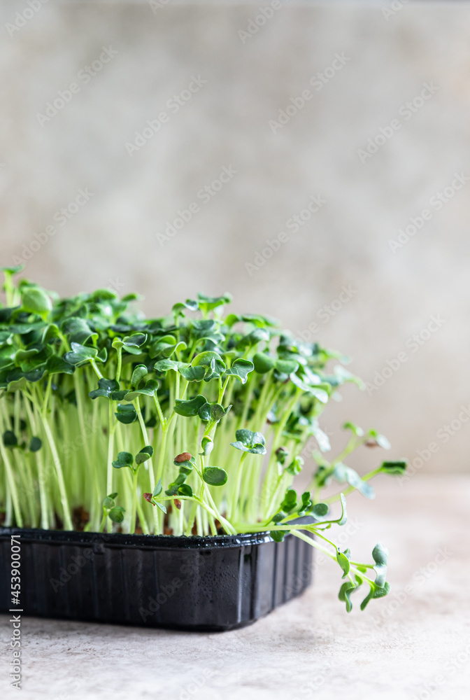 Foto de Daikon radish microgreen sprouts in a black tray. Organic ...