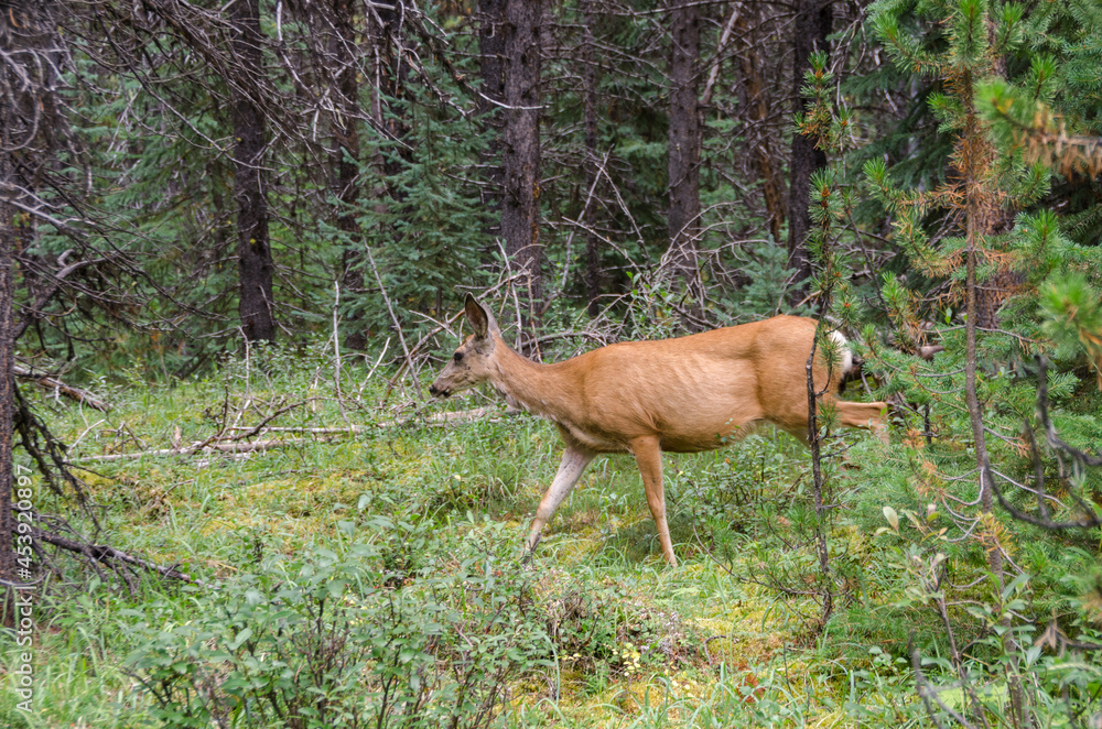 Deer in the forest around Maligne Lake in Jasper in Banff National Park ...