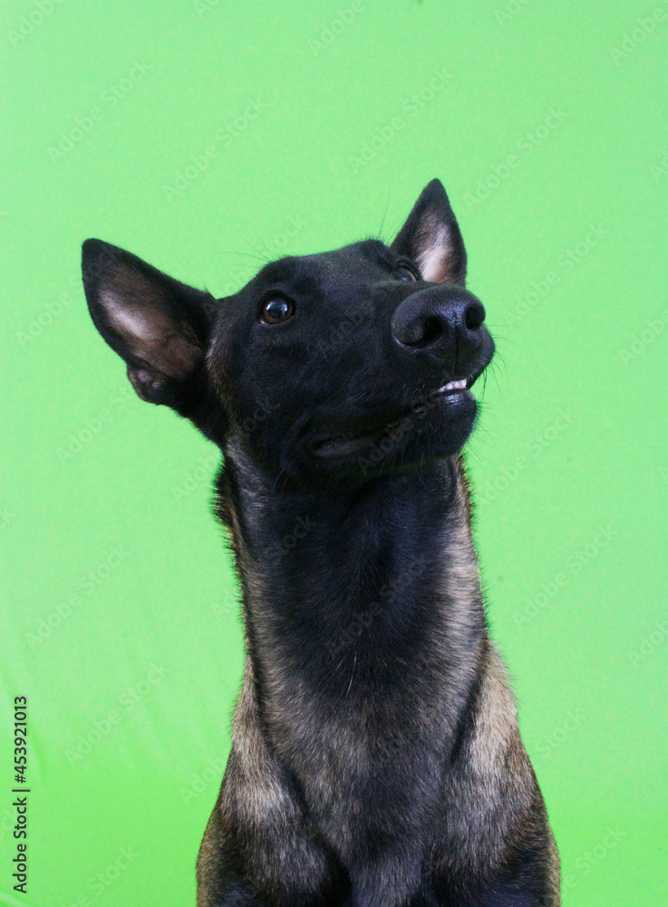pastor belga malinois Stock Photo | Adobe Stock