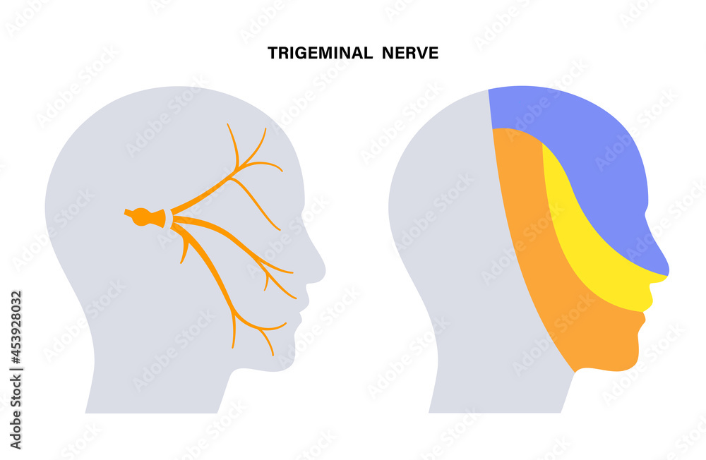 Trigeminal nerve diagram Stock Vector | Adobe Stock