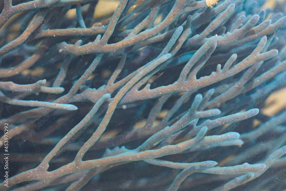 Blue colored coral, under the blurred water surface, in a marshland ...