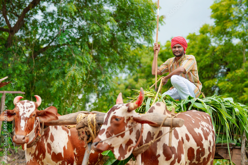 Rural scene : Young indian farmer going to work his farm on bullock ...