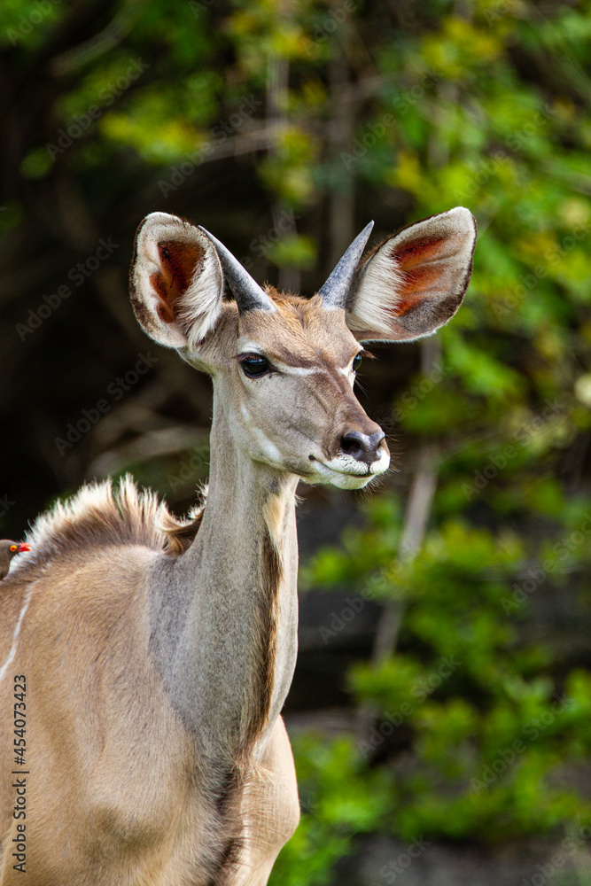 Greater Kudu walking through the dense vegetation of the Kruger Park ...