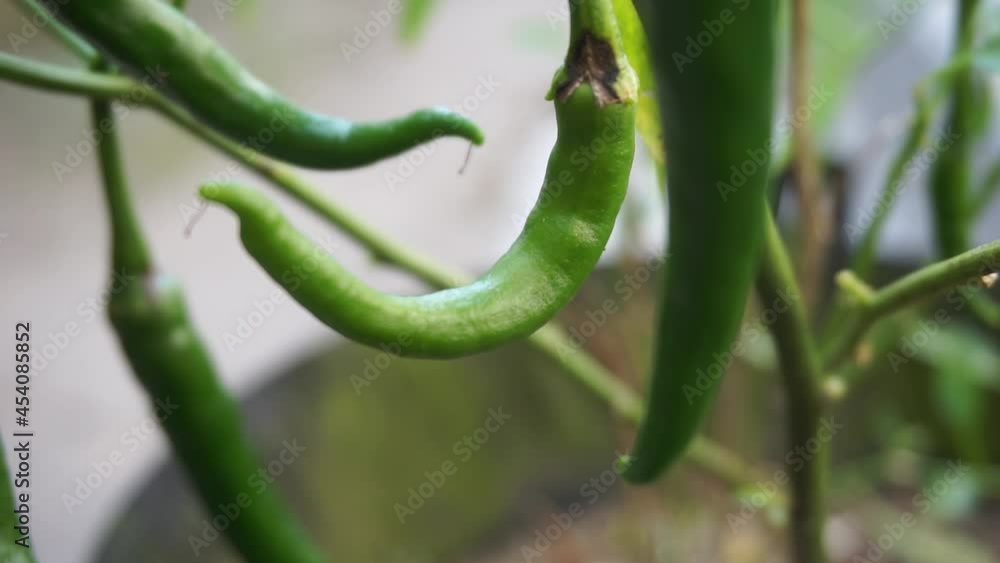 Young green chilly with a natural background. This is one of species of ...