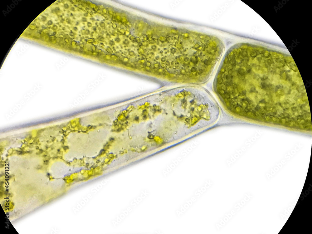 Microscopic view of green algae Stock Photo | Adobe Stock
