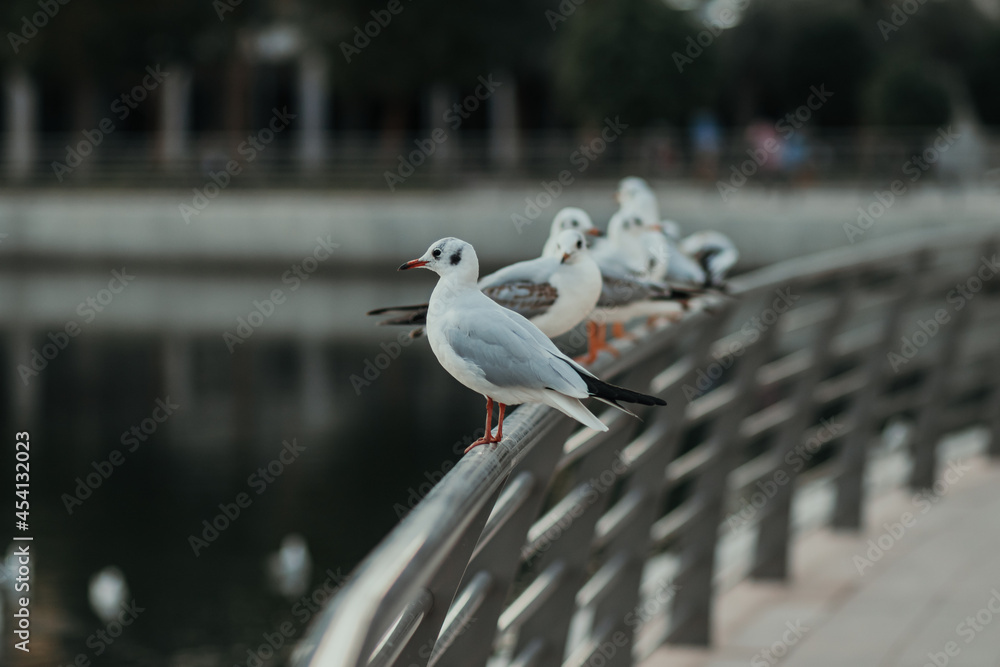 Birds of Seagull Sitting on a Pier and Looking Forward on the Water ...