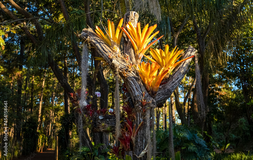 The bromeliad Aechmea blanchetiana, known as the golden safe haven ...