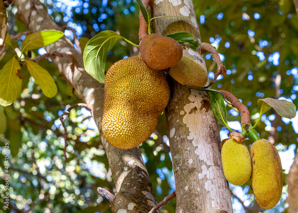 Jackfruit tree with of young jackfruits hanging. Nature and healthy ...