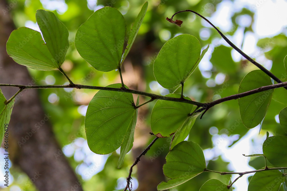 The sun rays reflecting off a green leaf. structure of a leaf. Central ...