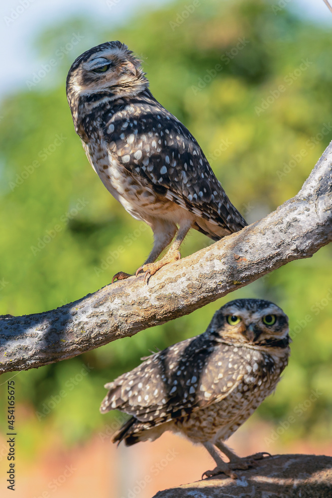 A couple of Burrowing Owl or Luck owl hidden among the branches of a tree. Species Athene ...