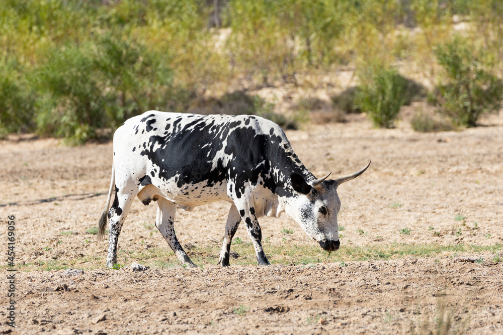 Nguni Cow, Cattle, a hardy hybrid breed indigenous to South Africa, in ...