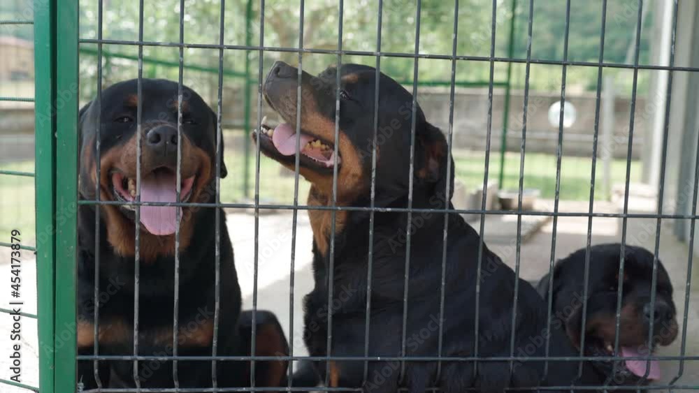 Homeless dogs with kind sad eyes sitting in animal shelter and waiting ...