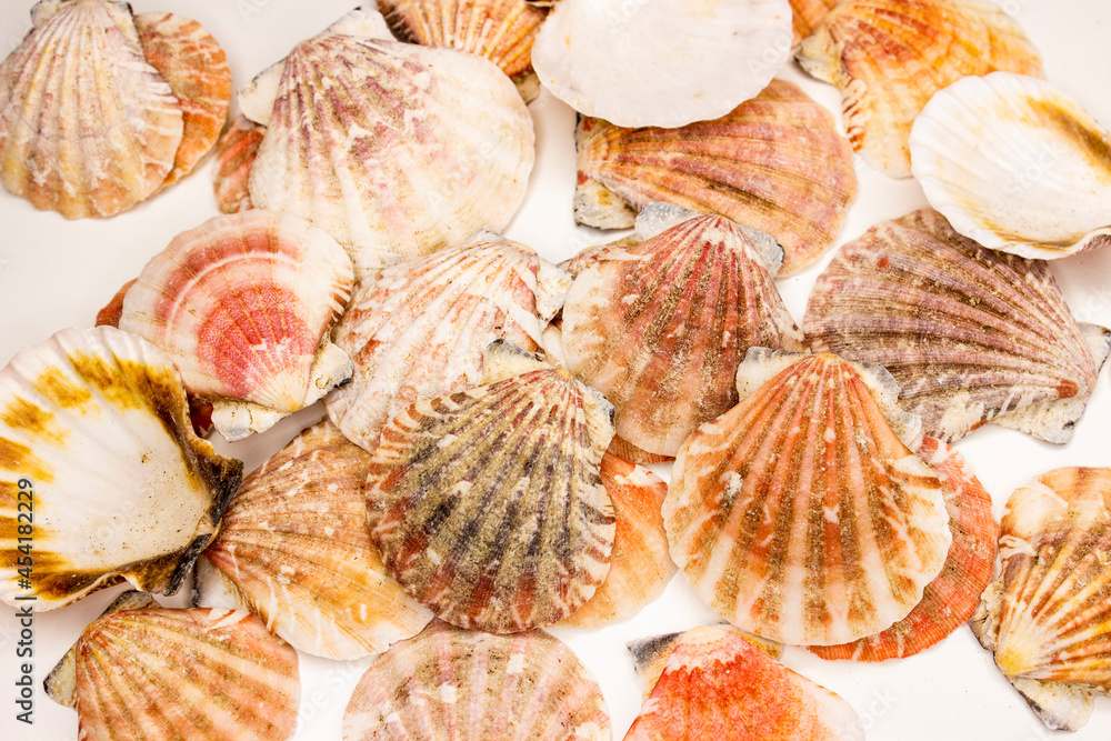 Bractechlamys vexillum, or distant scallop, is an edible bivalve ...
