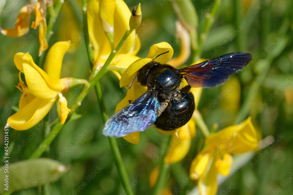 Violet carpenter bee (Xylocopa violacea) foraging a flower Stock Photo ...