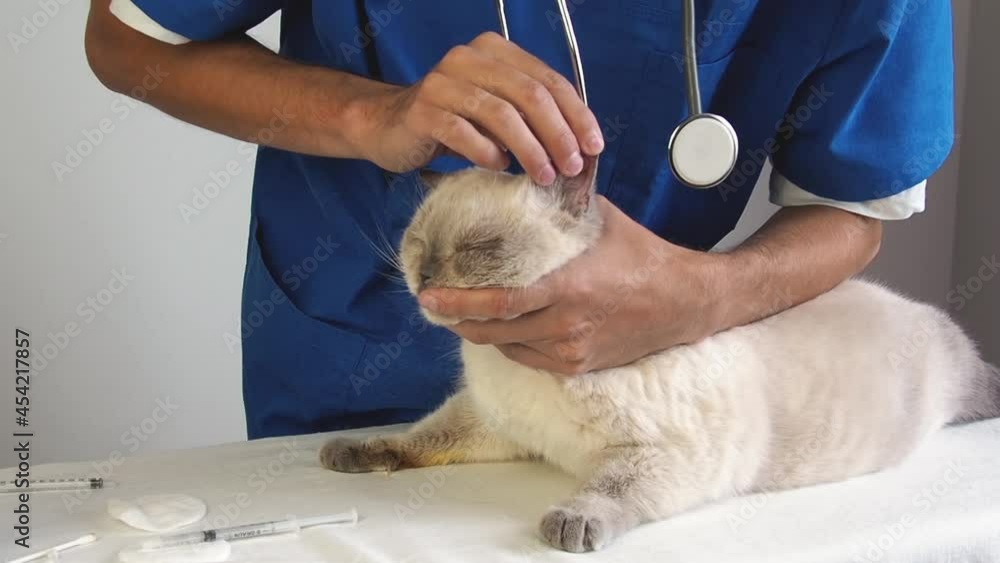 Veterinarian pours lotion into the cat ear with a syringe. Treatment of ...