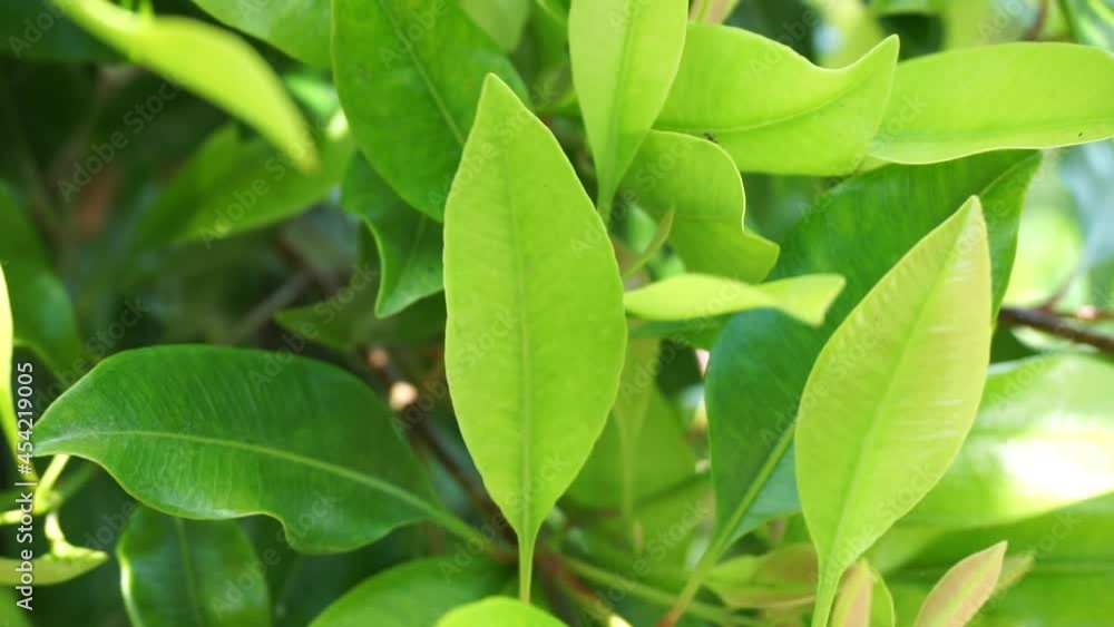 Clove leaves on the tree. Also called cengkih, cengkeh, Syzygium ...