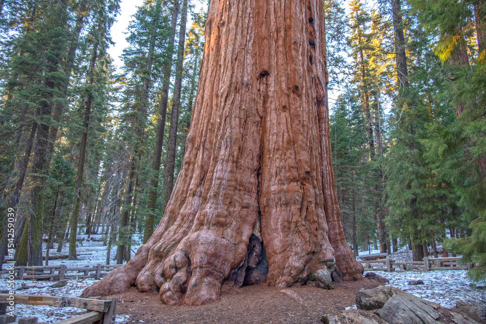 General Sherman - the largest tree in the world at Sequoia national ...